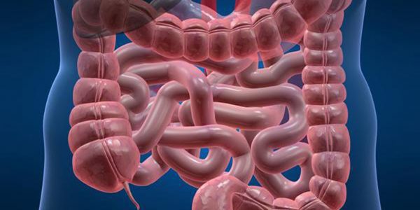 Overview of the Large Bowel | Inner Garden health - Vancouver Colon ...